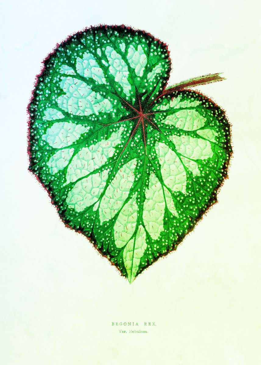 'Vintage Classic Leaf' Poster, picture, metal print, paint by ...