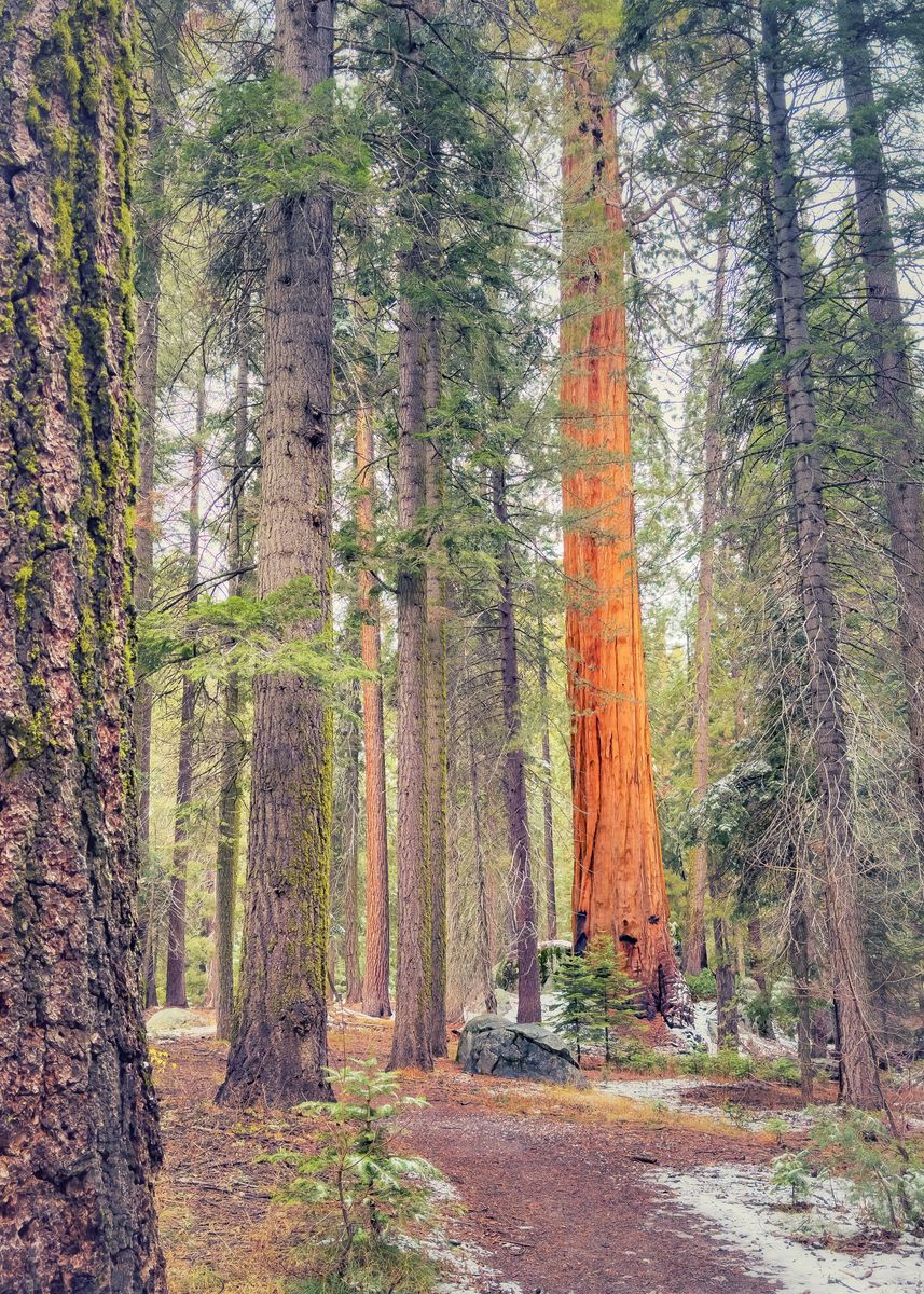 'Lone Sequoia' Poster, picture, metal print, paint by Jonathan Nguyen ...