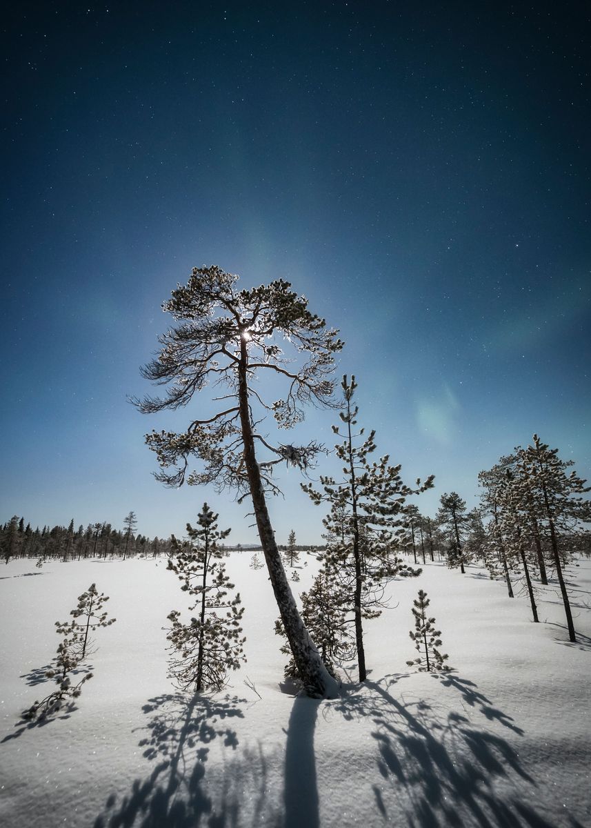 'Moonlit Pine' Poster, picture, metal print, paint by Timo Oksanen ...