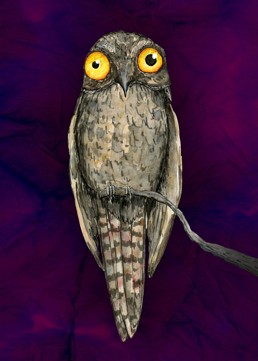 'Common potoo' Poster, picture, metal print, paint by Bianca Wisseloo ...