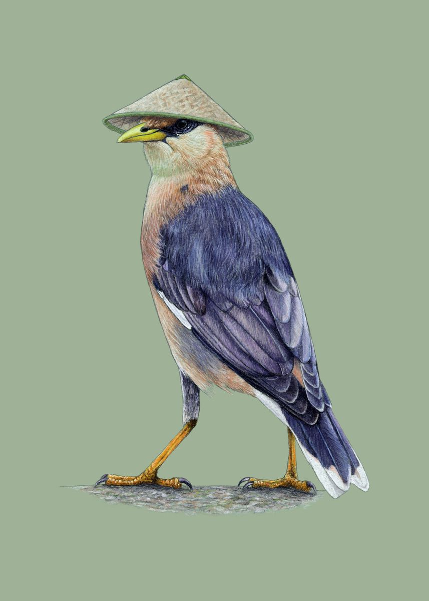 'Burmese myna' Poster, picture, metal print, paint by Mikhail ...