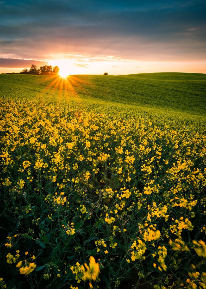 'Rapeseed Field at Sunset' Poster, picture, metal print, paint by ...