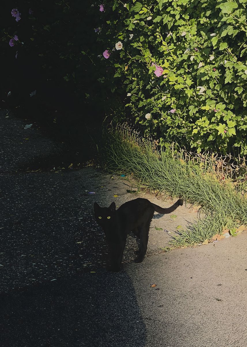 'Catto' Poster, picture, metal print, paint by Franc | Displate