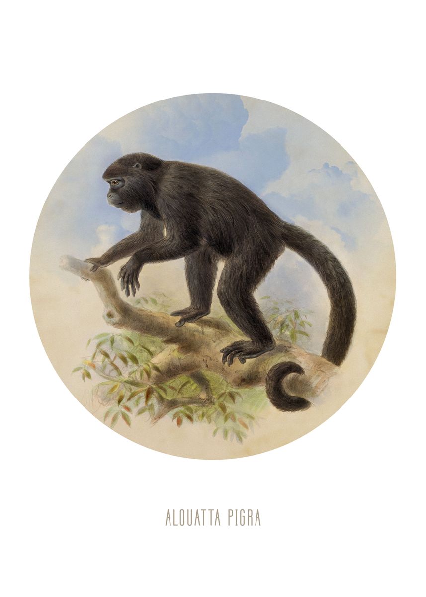 'Black howler monkey Print' Poster, picture, metal print, paint by Aged ...