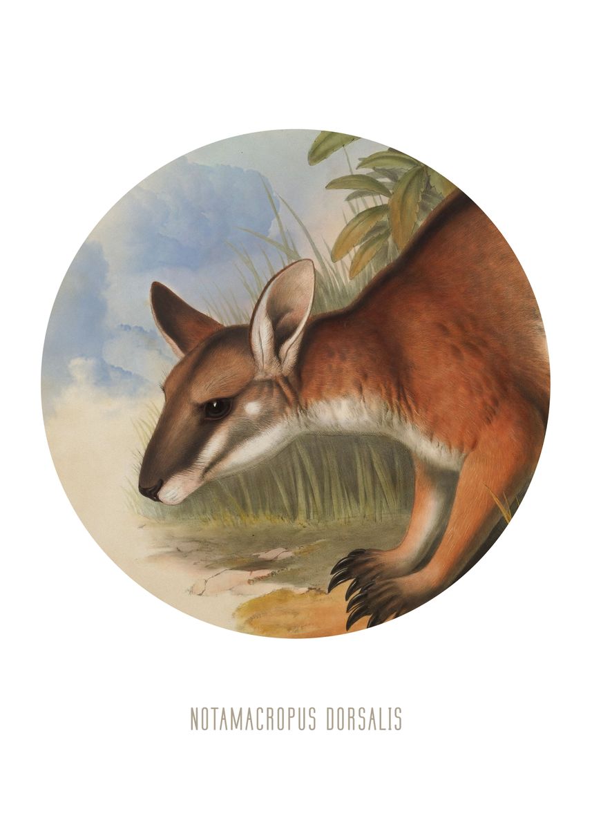 'Blackstriped wallaby Print' Poster, picture, metal print, paint by ...