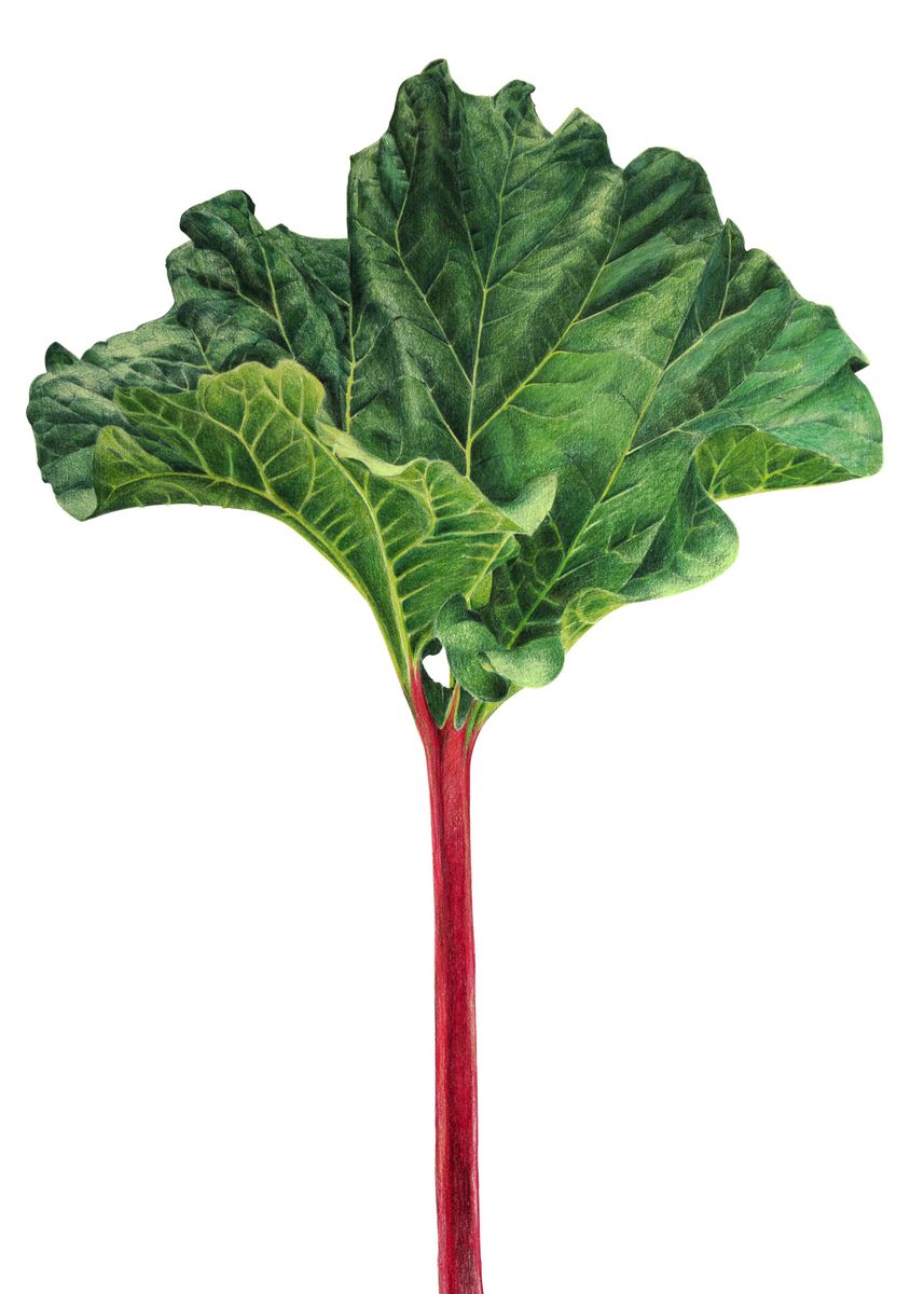 'Rhubarb leaf' Poster, picture, metal print, paint by FlorestaBotanical ...