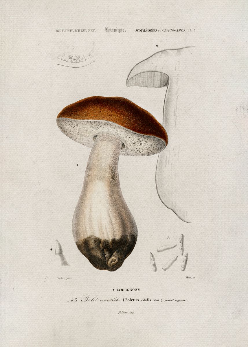 'Boletus Edulis' Poster, picture, metal print, paint by Pictufy Vintage ...
