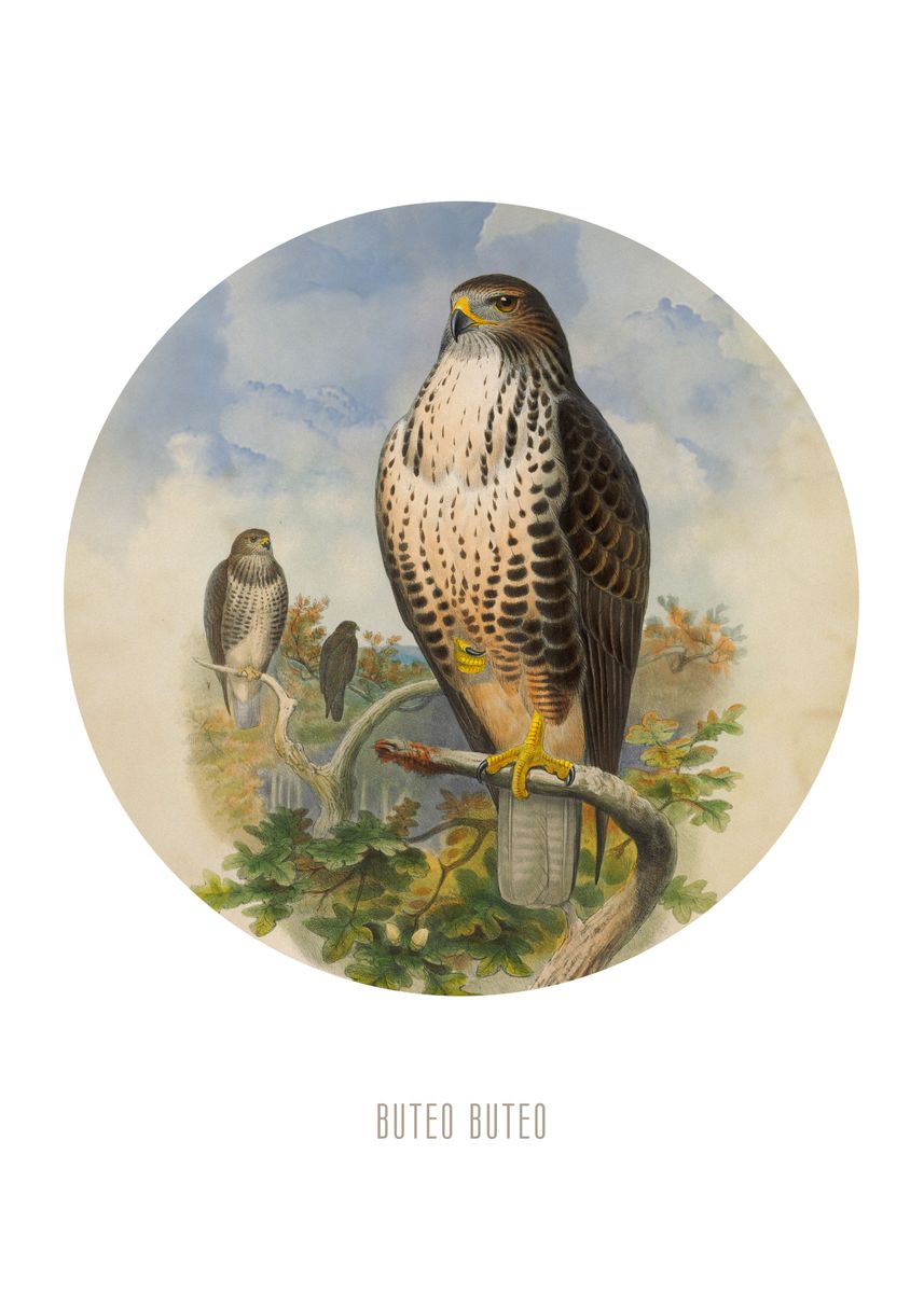 'Common Buzzard Print ' Poster, picture, metal print, paint by Aged ...