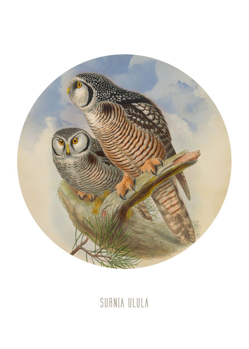 'Northern hawk owl Print' Poster, picture, metal print, paint by Aged ...