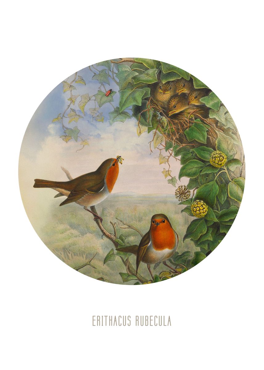 'European robin Bird Print' Poster, picture, metal print, paint by Aged ...