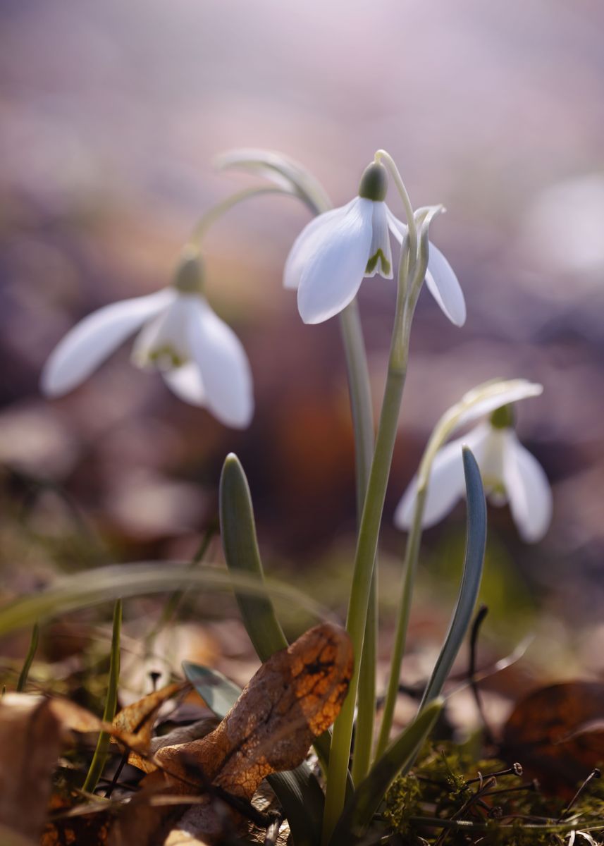 'White snowdrop flowers' Poster, picture, metal print, paint by ...