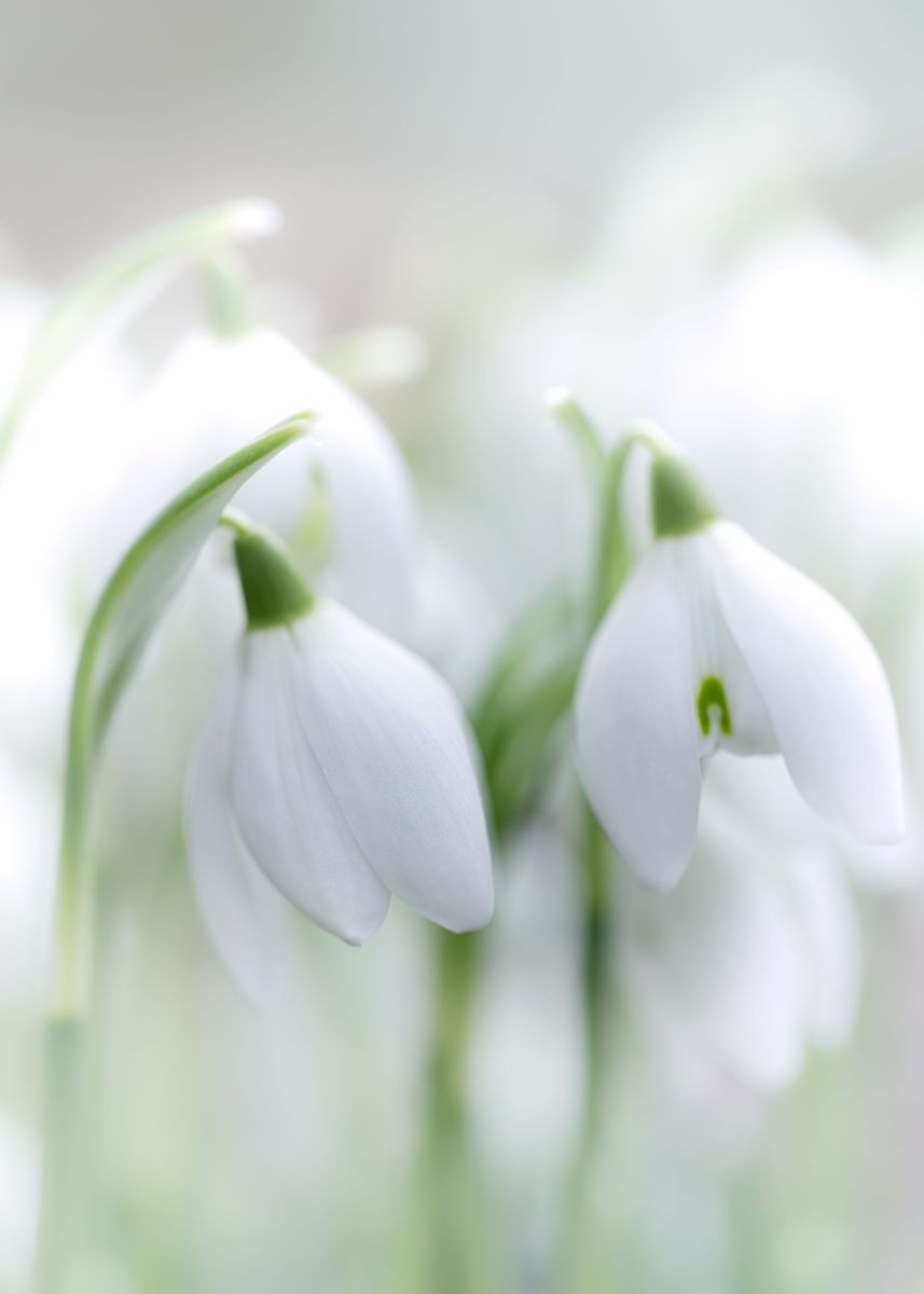 'Spring white snowdrops' Poster, picture, metal print, paint by ...