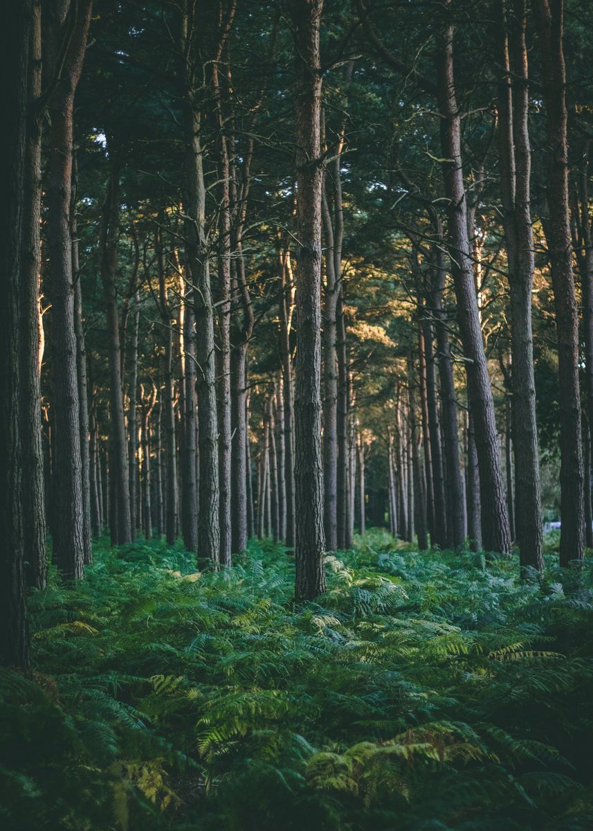 'Farn Forest' Poster, picture, metal print, paint by Julian Klemens ...