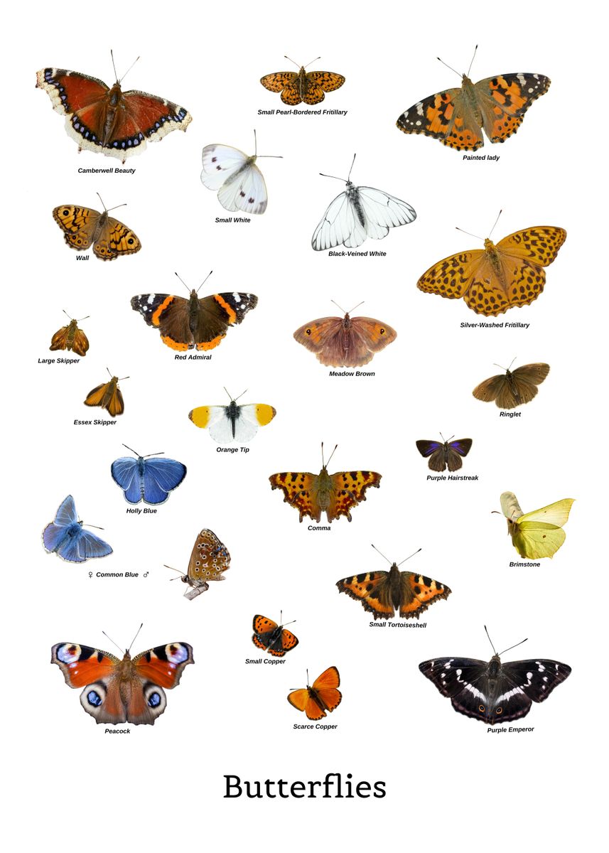 'Butterflies' Poster, picture, metal print, paint by Mark Källstrøm ...
