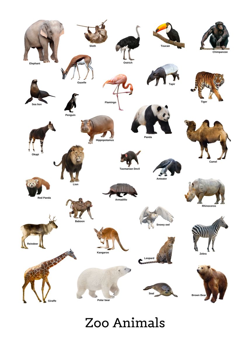 'Zoo Animals' Poster, picture, metal print, paint by Mark Källstrøm ...