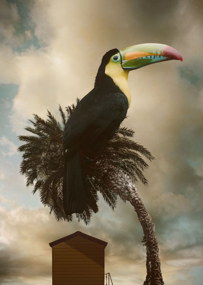 'Titan Toucan' Poster, picture, metal print, paint by Sarah Burge ...