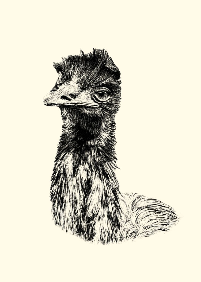 'Emu portrait' Poster, picture, metal print, paint by Gyula Gvardián ...