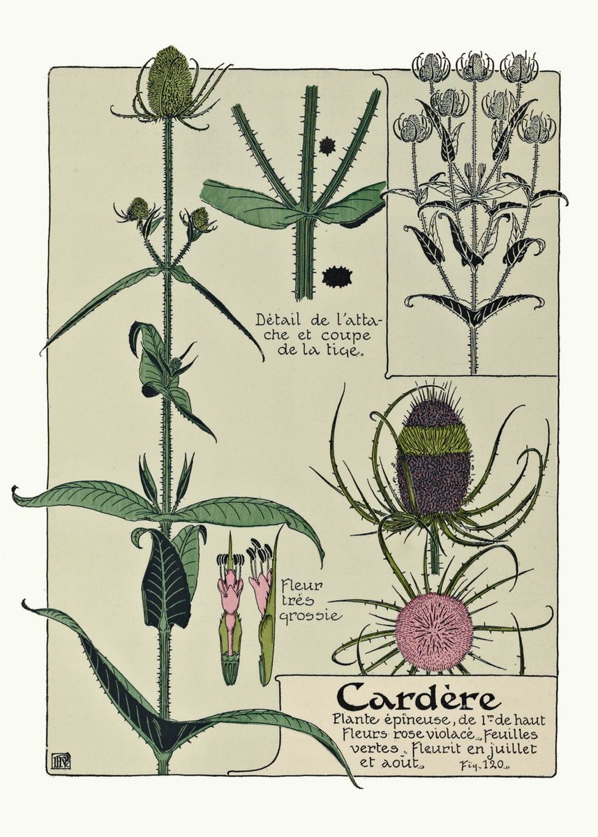 'Vintage Wild Teasel Flower' Poster, picture, metal print, paint by ...