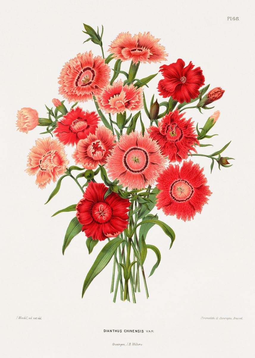 'Sweet red flower' Poster, picture, metal print, paint by Lissons ...