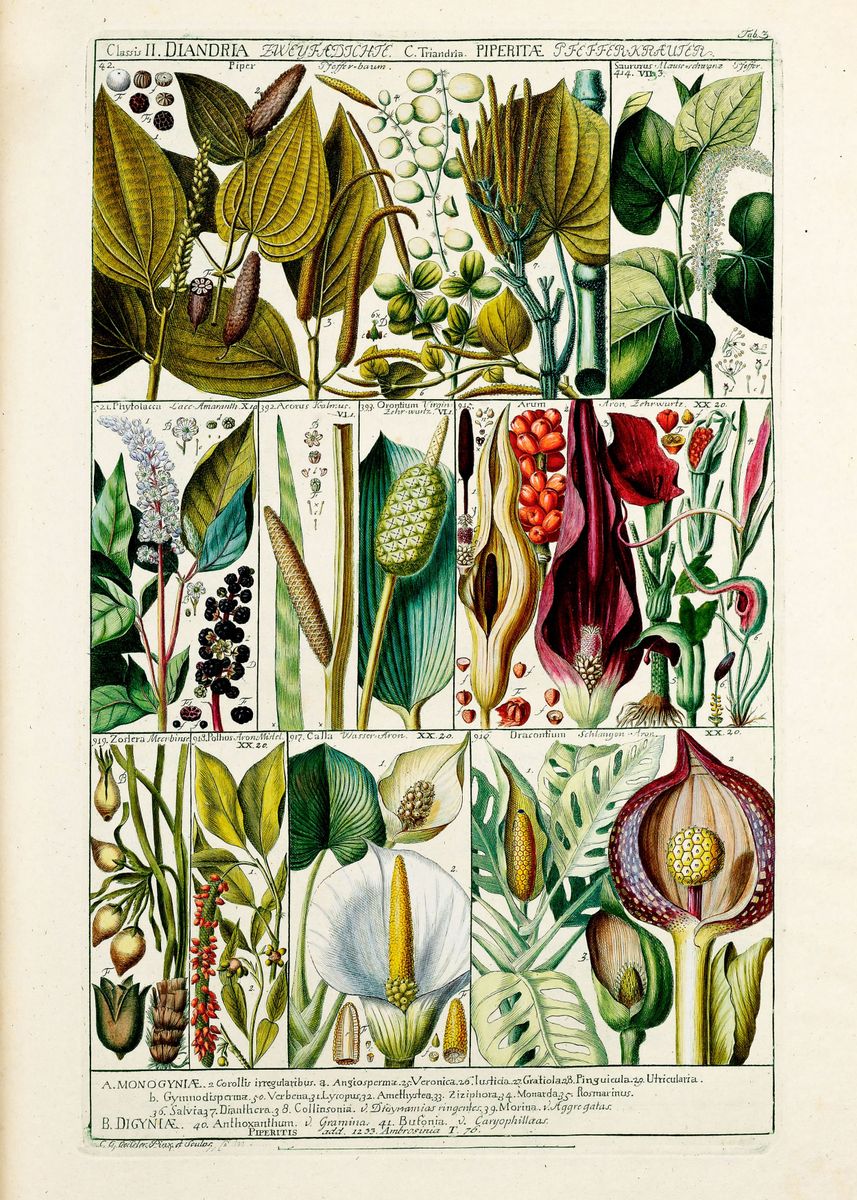 'Vintage Pepper Plants' Poster, picture, metal print, paint by ...