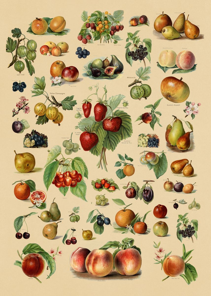 'Vintage Fruits' Poster, picture, metal print, paint by Posterium Wall ...