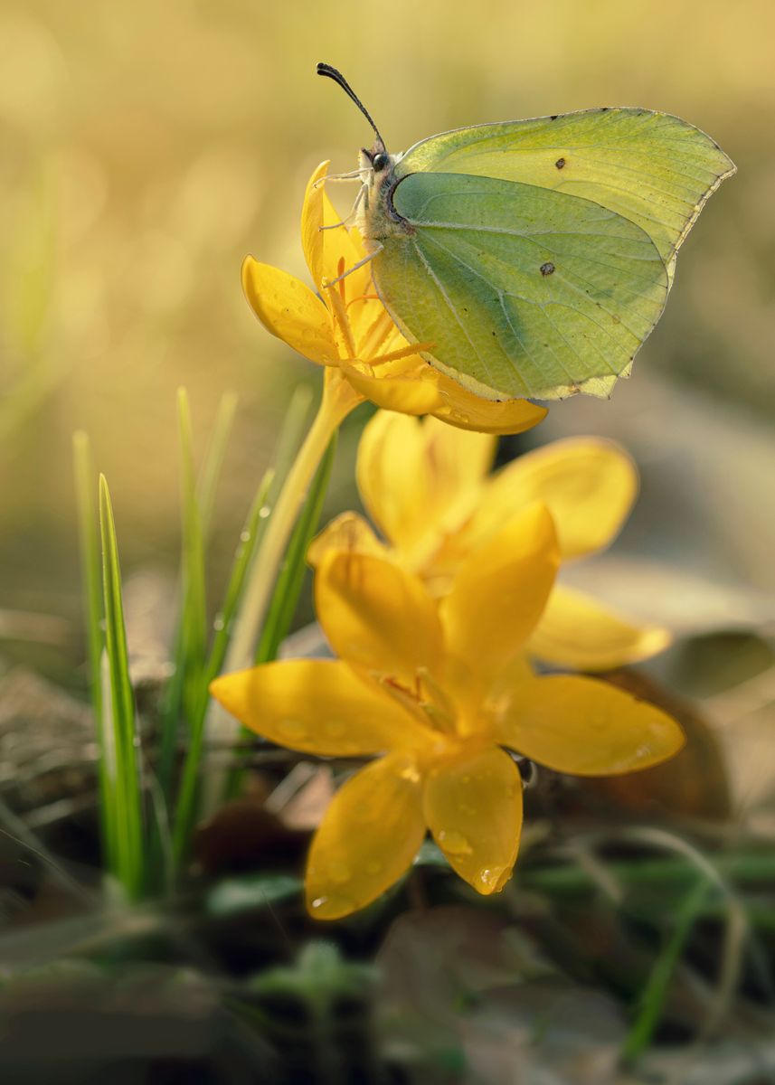 'Yellow crocuses' Poster, picture, metal print, paint by Jaroslaw ...
