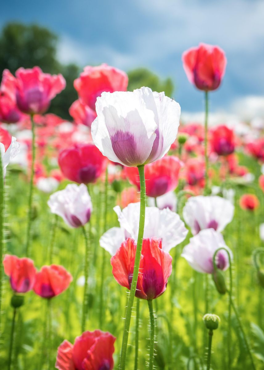 'Poppy' Poster, picture, metal print, paint by Color My Wall | Displate