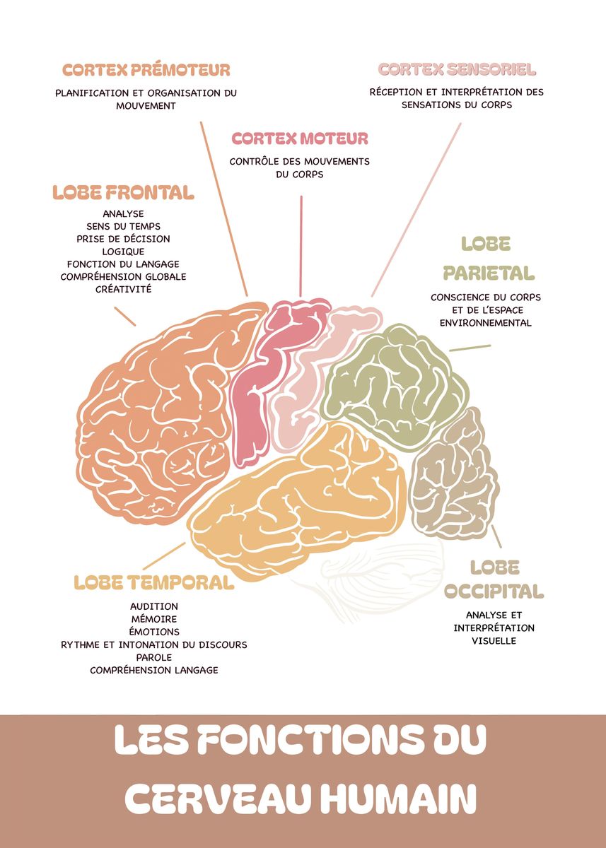 'Brain anatomy French' Poster, picture, metal print, paint by Ikinotes ...