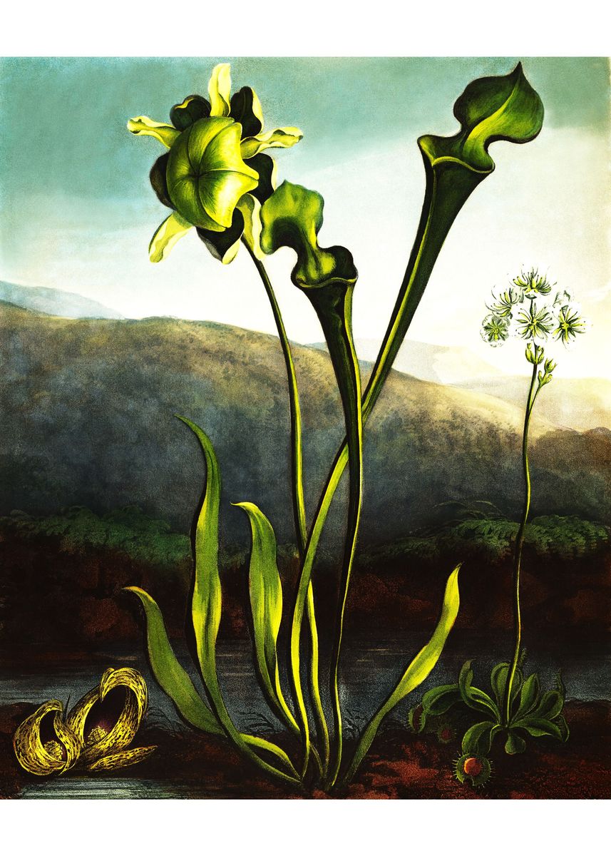 'The American Bog Plants' Poster, picture, metal print, paint by Gee ...