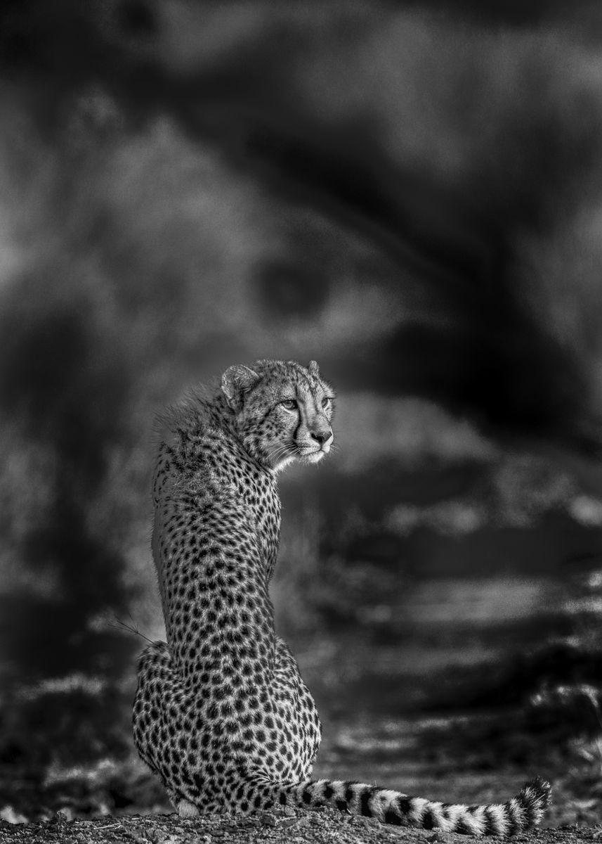 'The look back' Poster, picture, metal print, paint by World Class ...