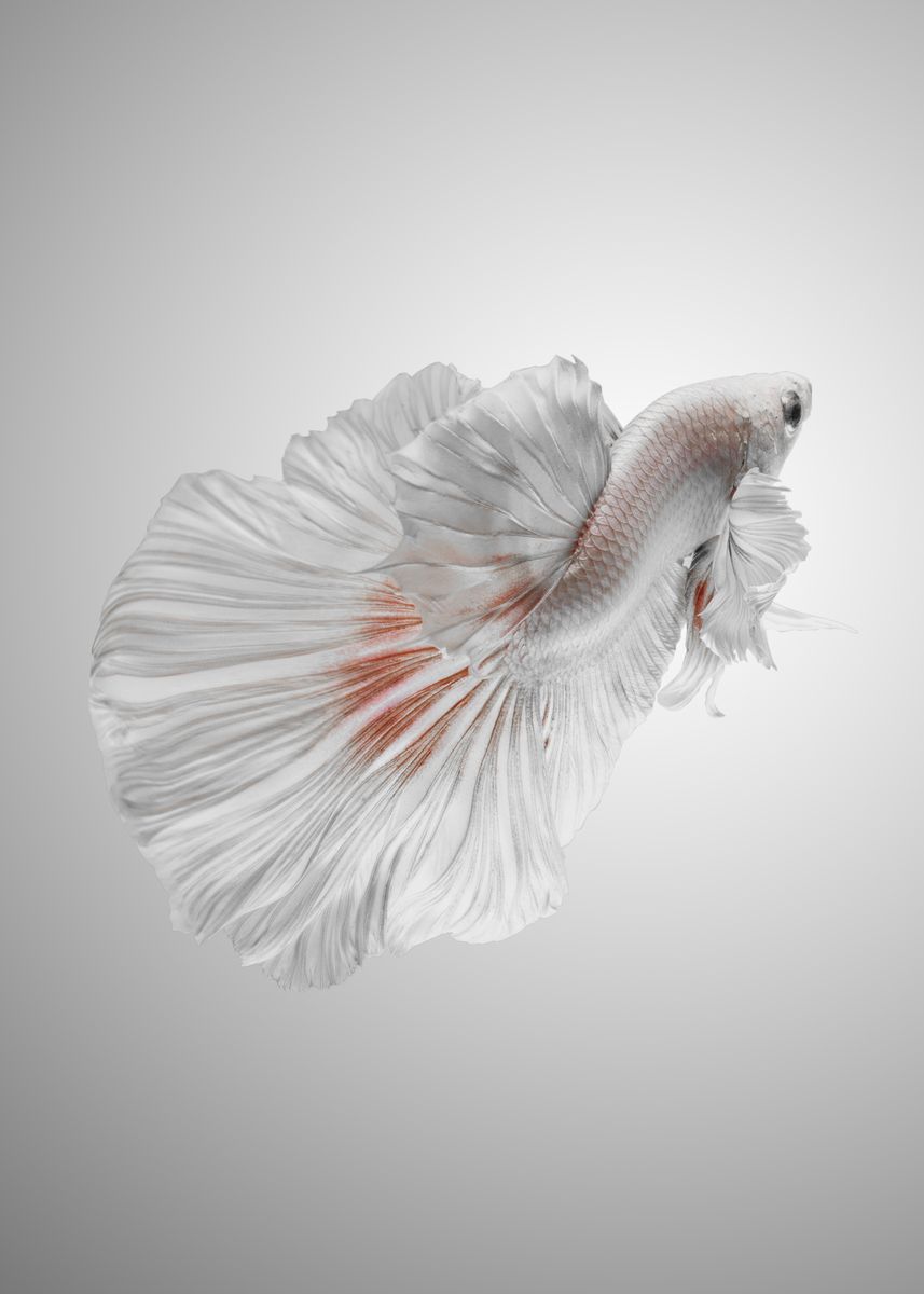 'White Betta' Poster, picture, metal print, paint by World Class Photos ...