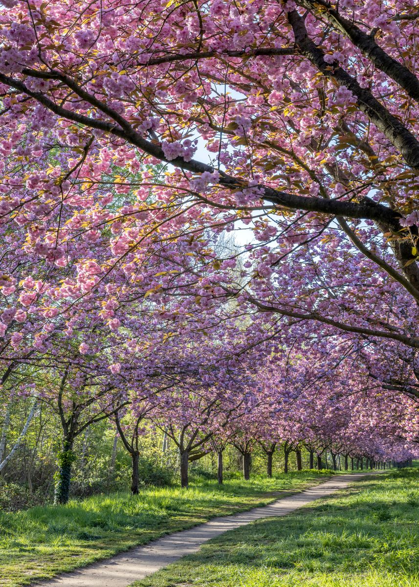 'Enchanting cherry trees' Poster, picture, metal print, paint by ...