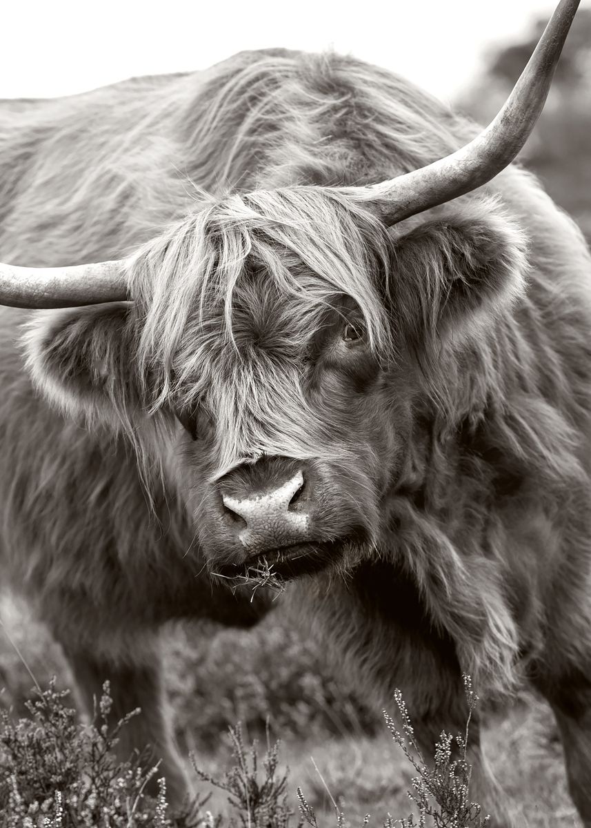 'The Bull' Poster, picture, metal print, paint by World Class Photos ...