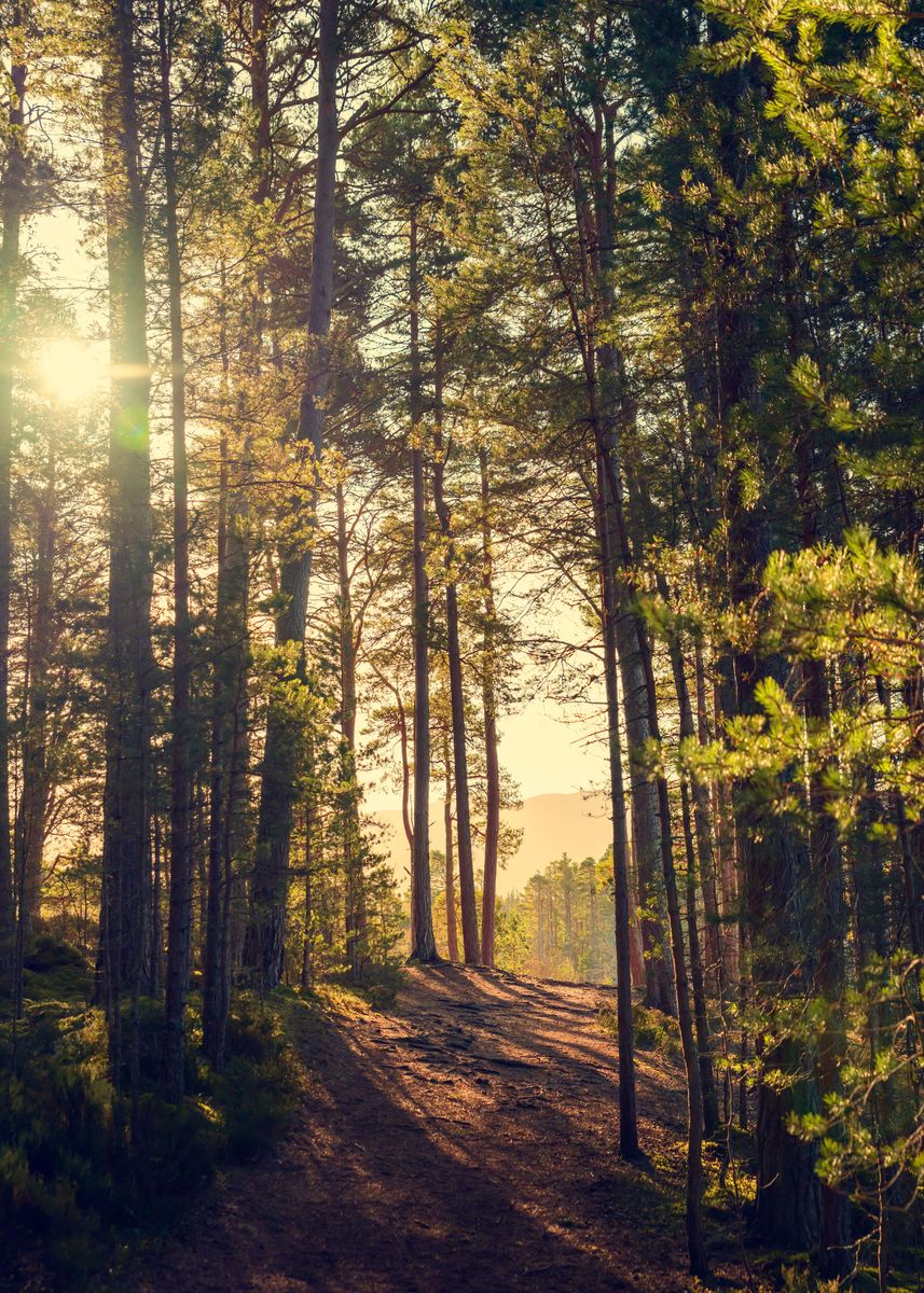 'Sun Rays' Poster, picture, metal print, paint by Svetlana Sewell ...