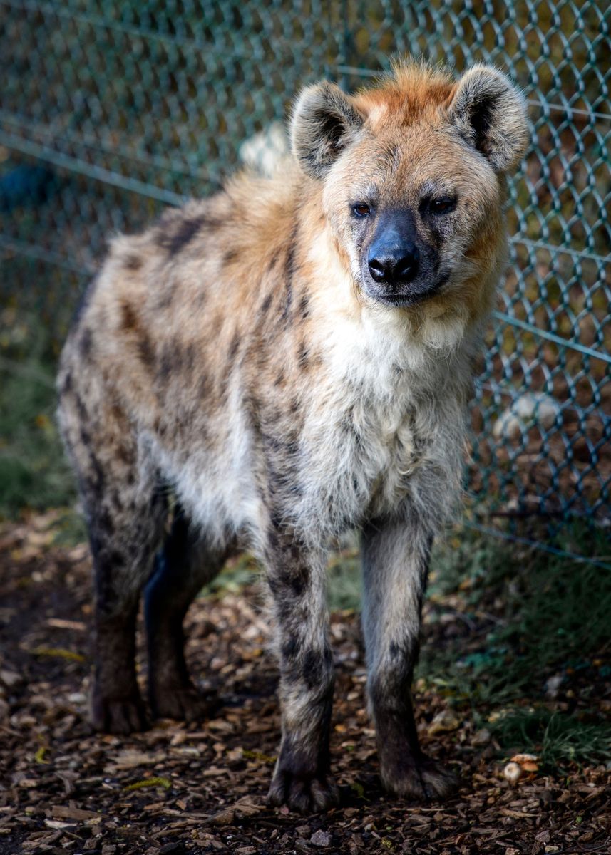 'Hyena ' Poster, picture, metal print, paint by Svetlana Sewell | Displate
