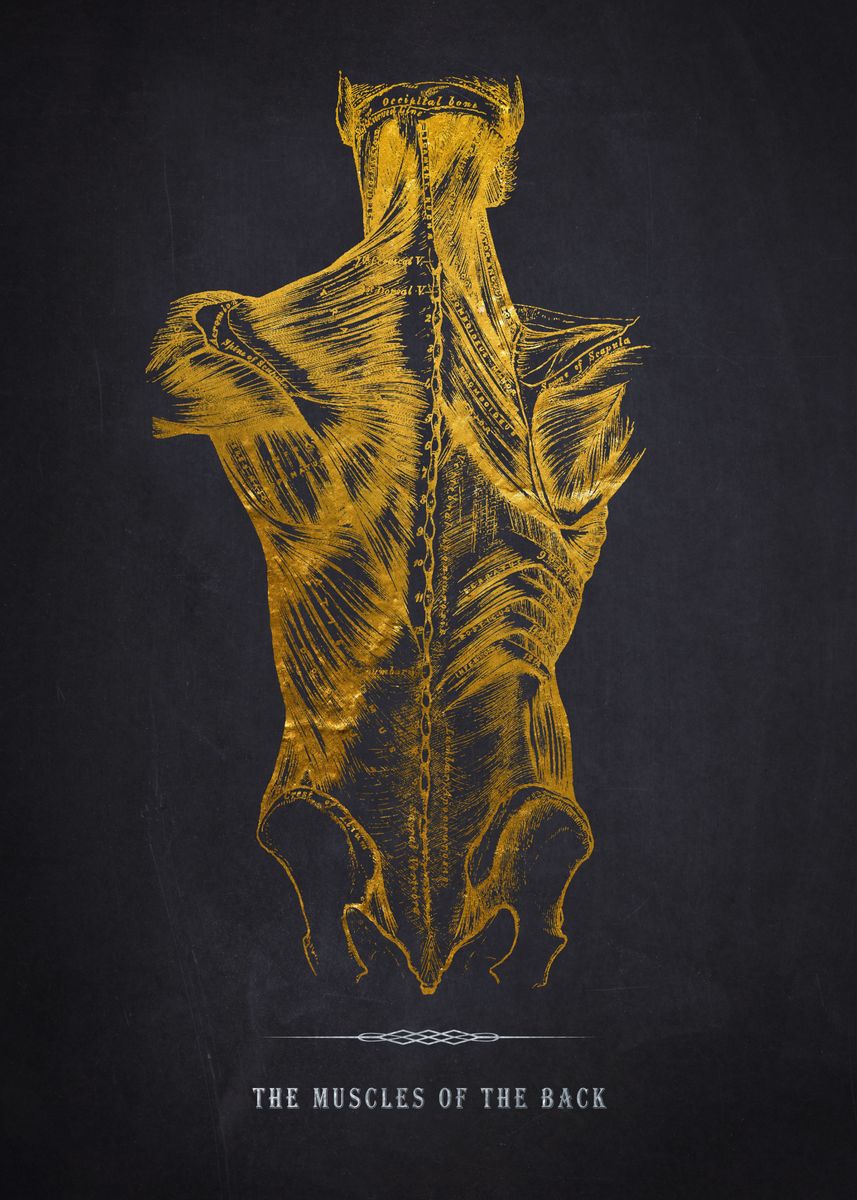 'Back Muscles Anatomy' Poster, picture, metal print, paint by Aged ...