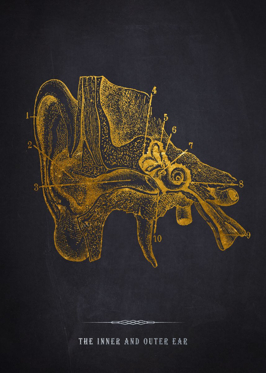 'Inner and Outer Ear' Poster, picture, metal print, paint by Aged Pixel ...