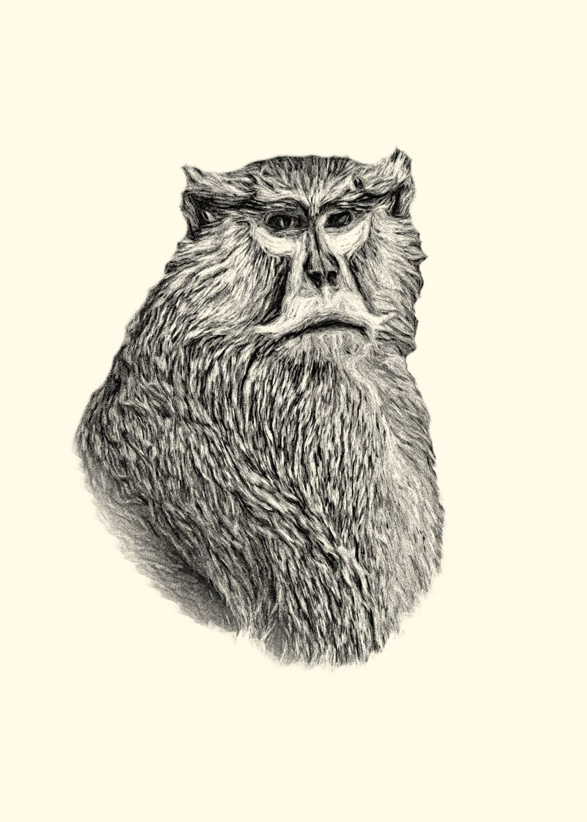 'Patas monkey' Poster, picture, metal print, paint by Gyula Gvardián ...