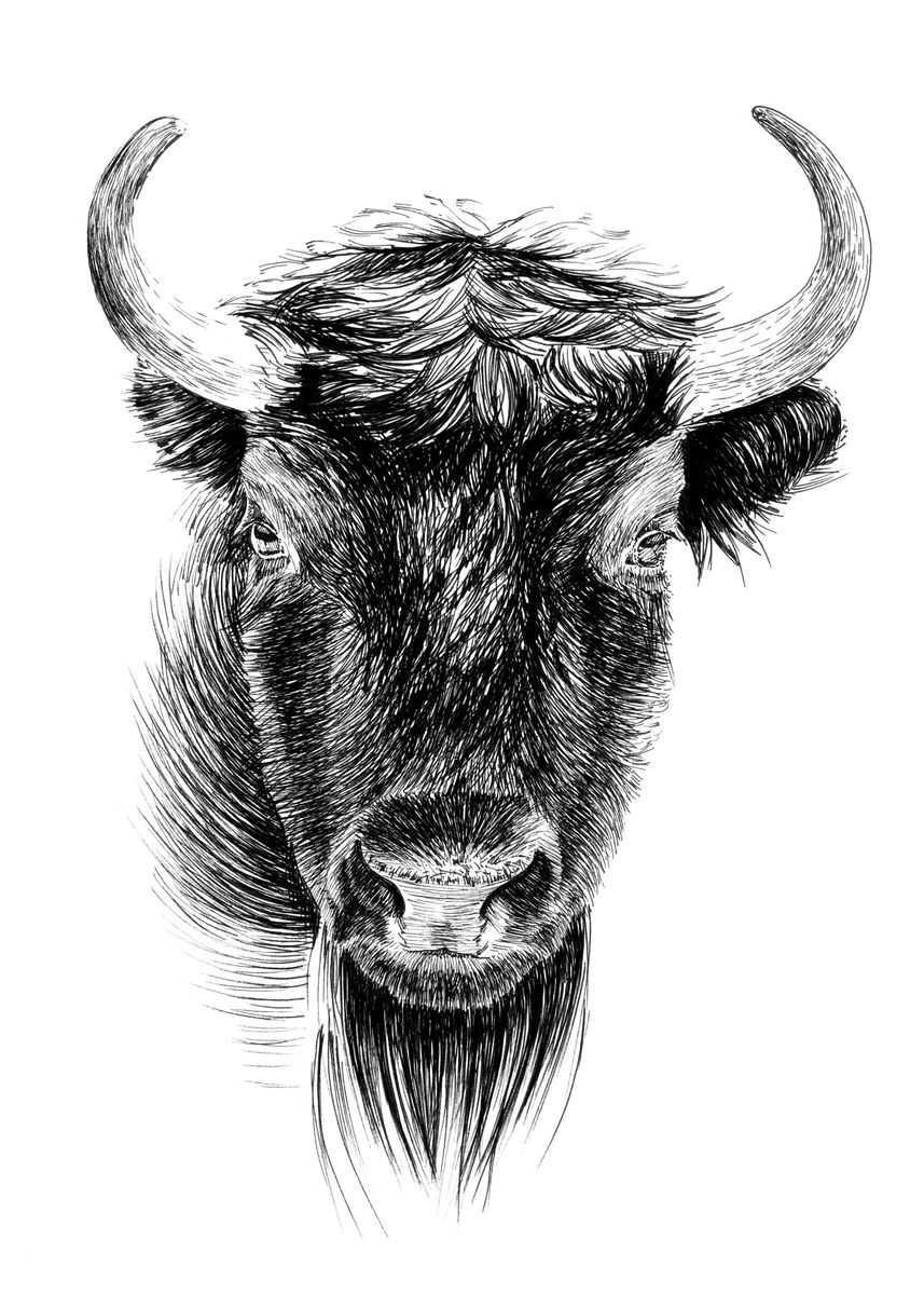 'Bull portrait' Poster, picture, metal print, paint by Volodymyr ...
