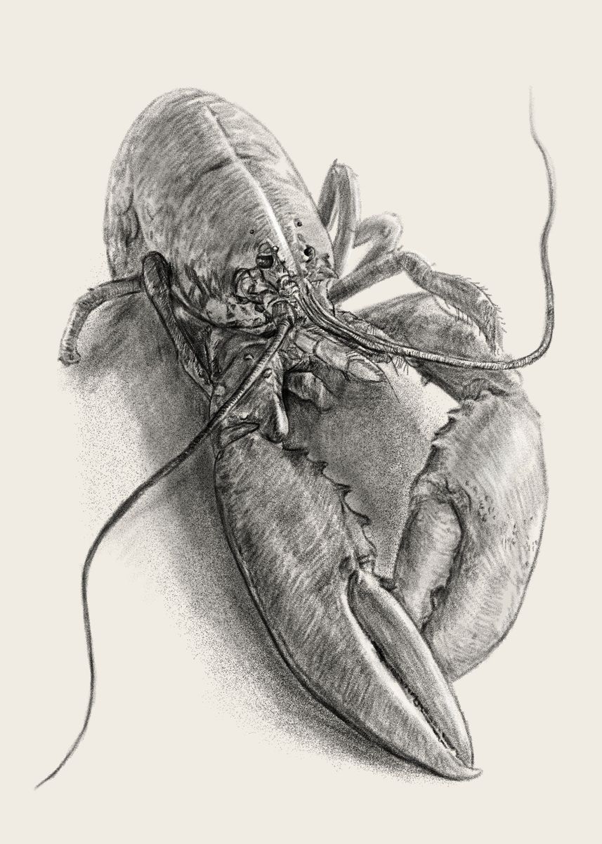 'Crawfish Sketch Sea Animal' Poster, picture, metal print, paint by ...
