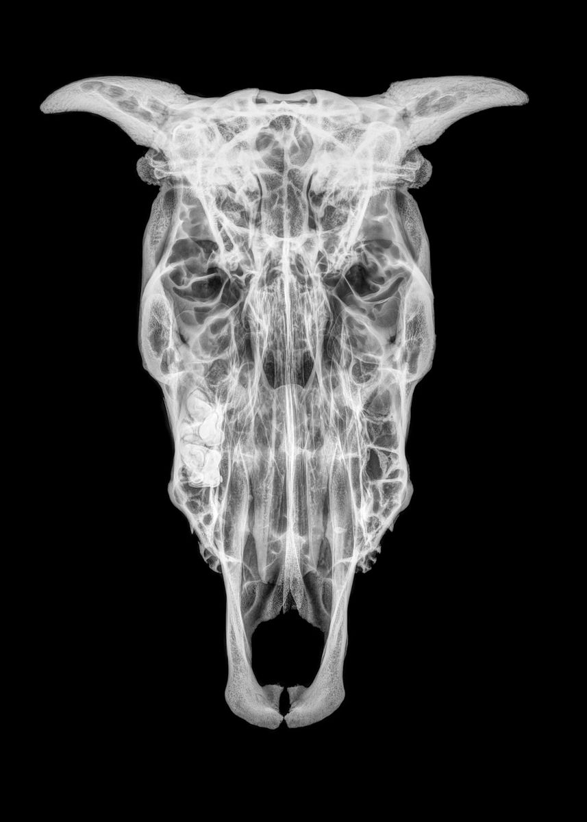 'skull of a cow x ray ' Poster, picture, metal print, paint by ...