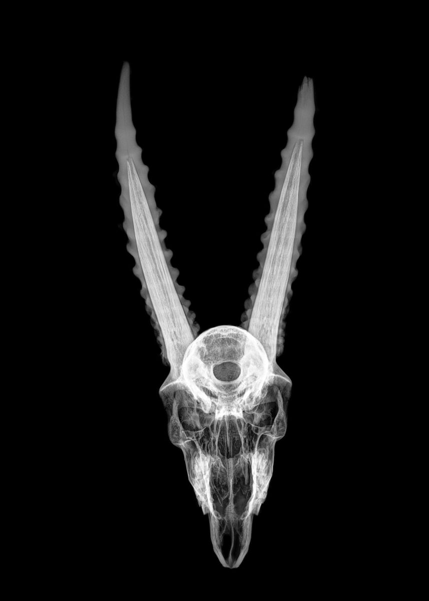'skull of a gazelle x ray' Poster, picture, metal print, paint by ...