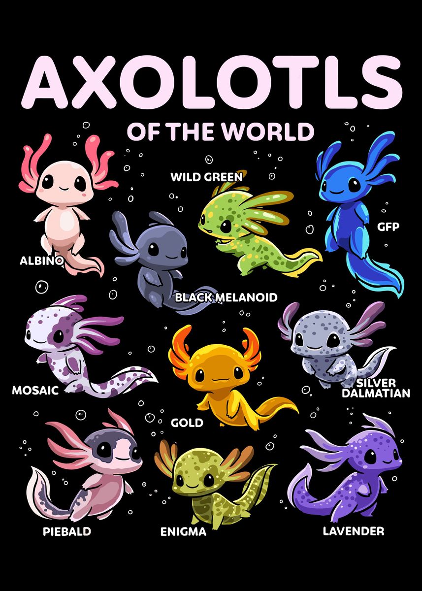 'Kawaii Axolotls Animals ' Poster, picture, metal print, paint by ...