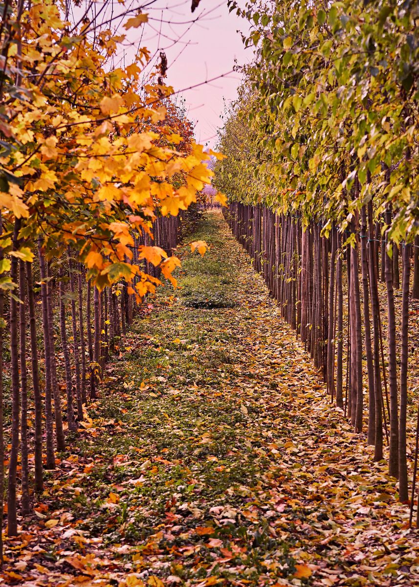 'autumn tree in a row' Poster, picture, metal print, paint by Ornella ...