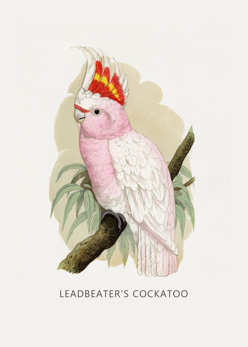 'Leadbeaters Cockatoo' Poster, picture, metal print, paint by Sam arts ...
