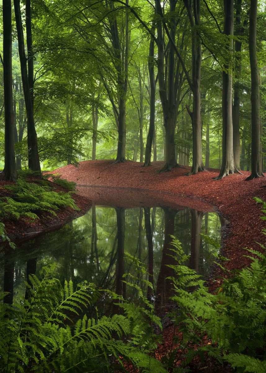 'Summer reflections' Poster, picture, metal print, paint by Martin and ...