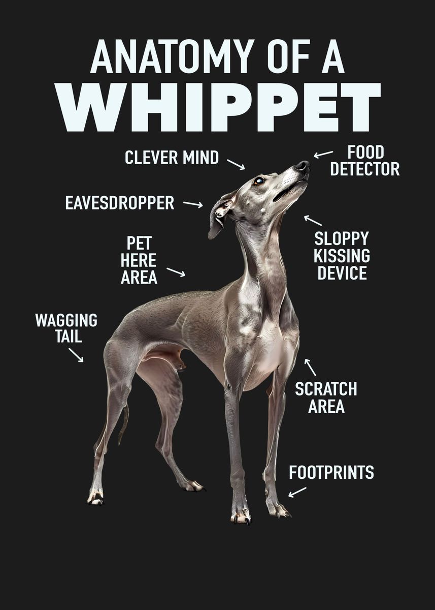 'Whippet' Poster, picture, metal print, paint by Hexor | Displate