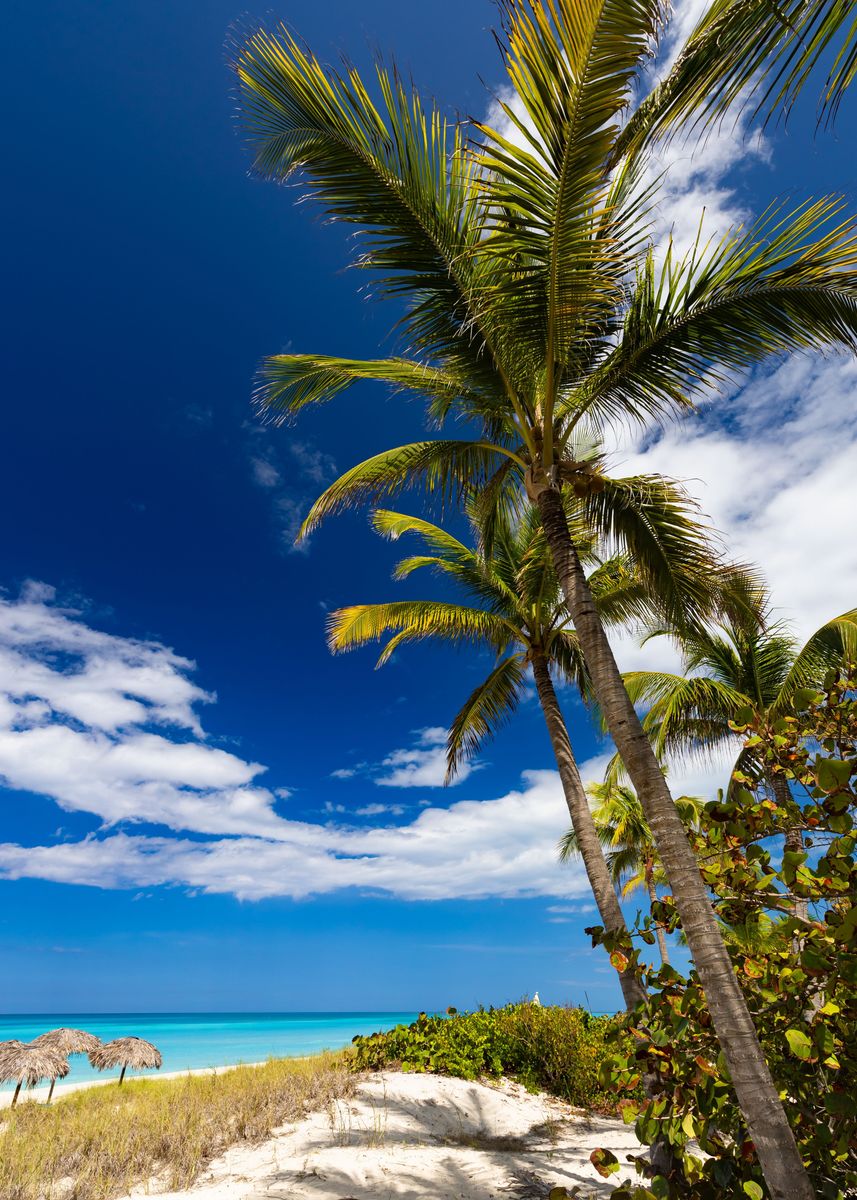 'Exotic beach in Cuba' Poster, picture, metal print, paint by ...