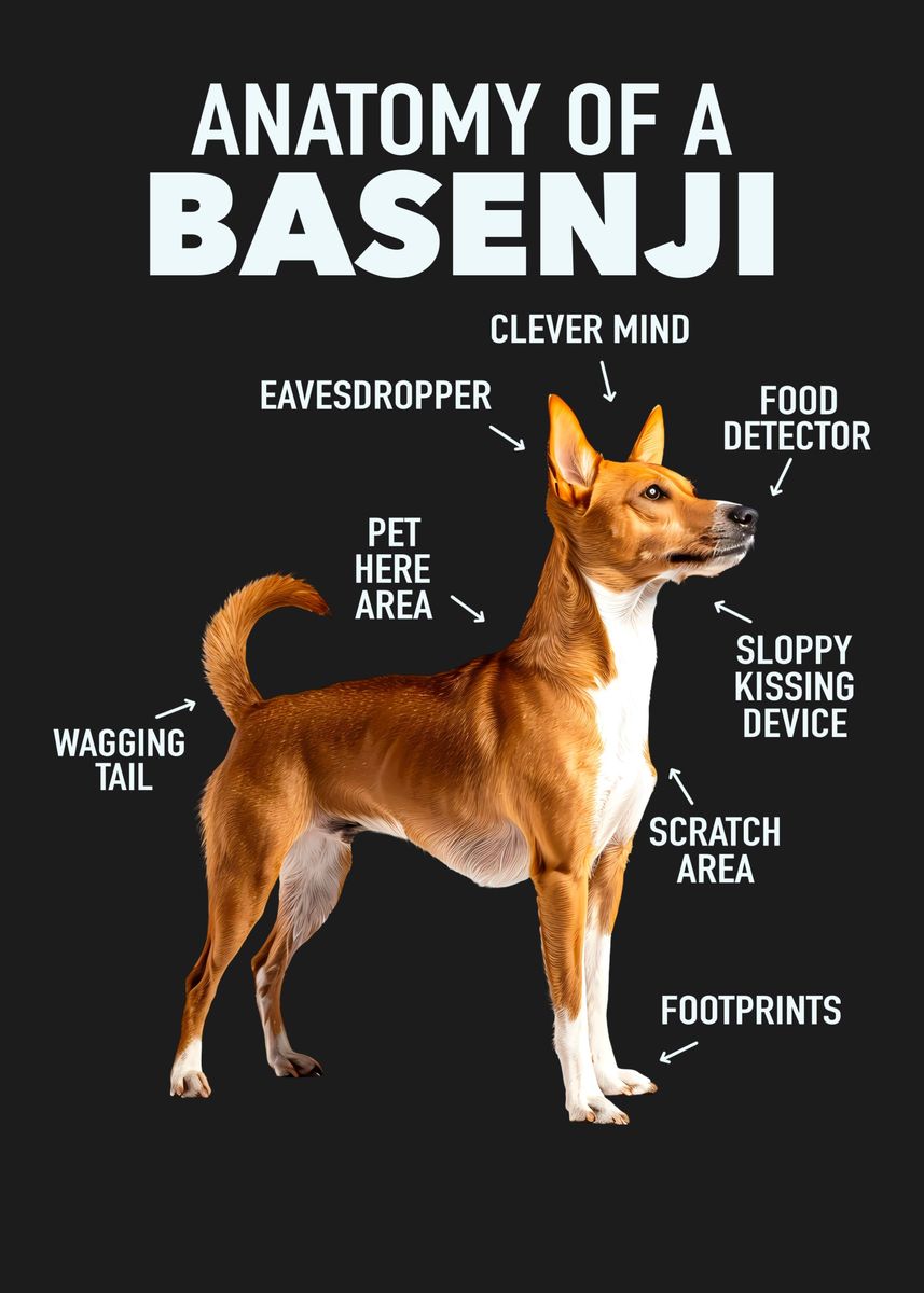 'Basenji' Poster, picture, metal print, paint by Hexor | Displate