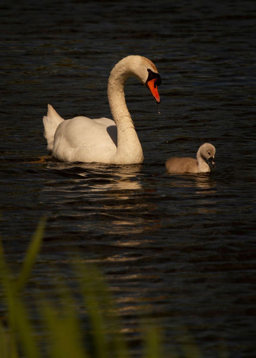'Big and little swan family' Poster, picture, metal print, paint by ...